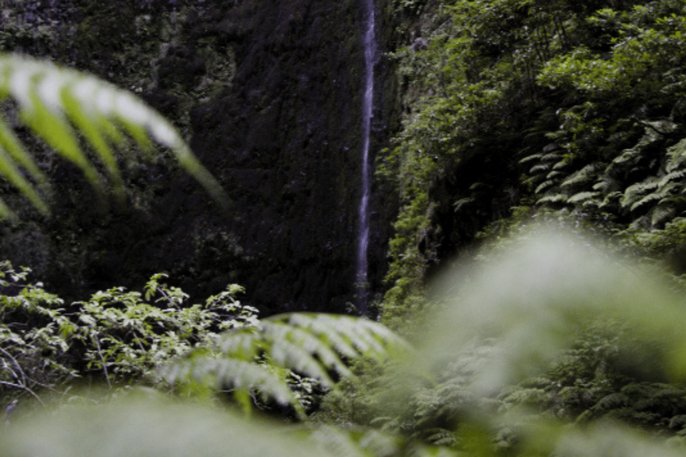 Szlaki i lewady na Maderze - Blog Madera po polsku - Say Yes to Madeira